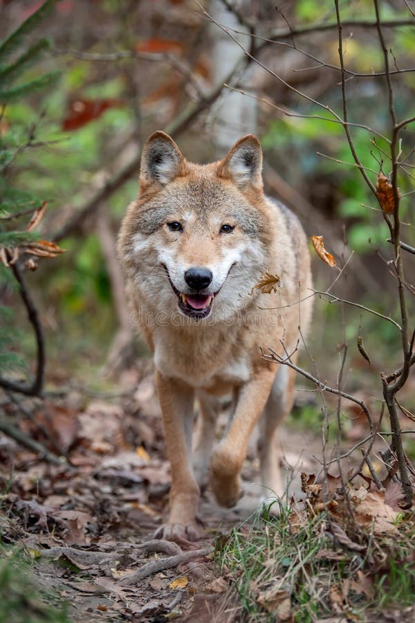 Wolf in autumn forest stock photo. Image of beautiful - 133329550
