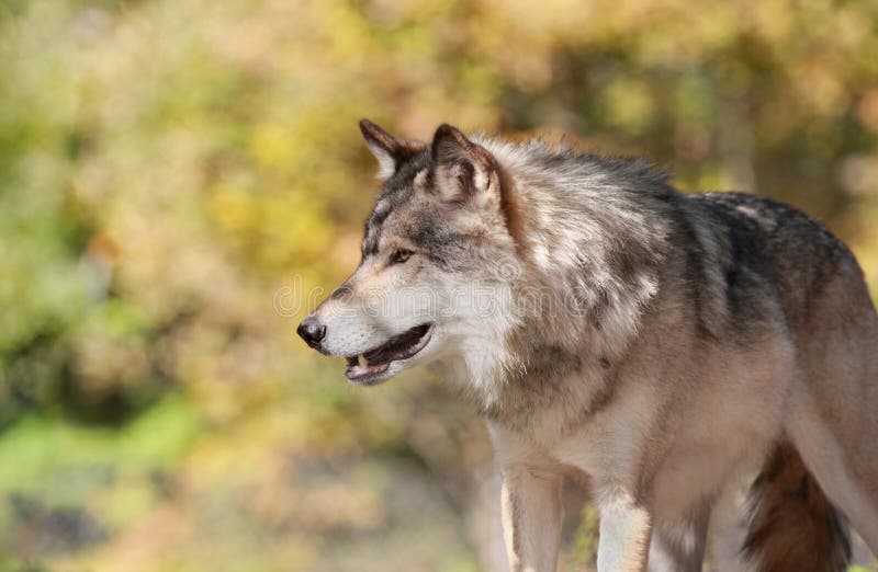 Wolf during autumn stock image. Image of animal, color - 60973529