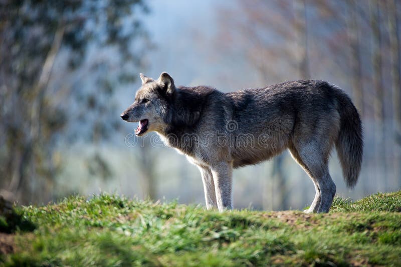 Wolf Canis Lupus stock photo. Image of hunter, vertebrate - 6843410