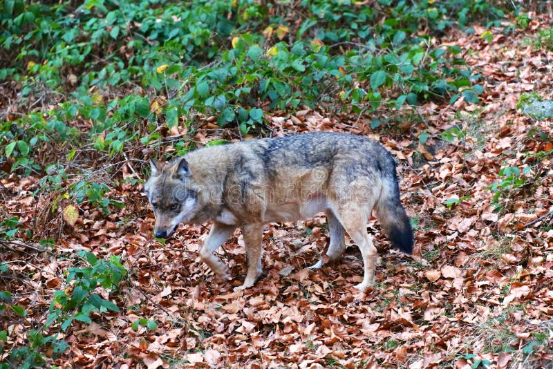 Wolf at Bavarian Forest National Park Stock Image - Image of mammal ...