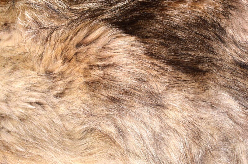 Wolf predator skin stock photo. Image of object, portrait - 273459062