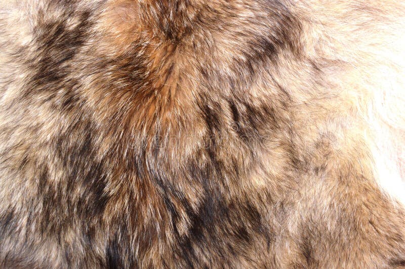 Wolf predator skin stock image. Image of mammal, muzzle - 273459087
