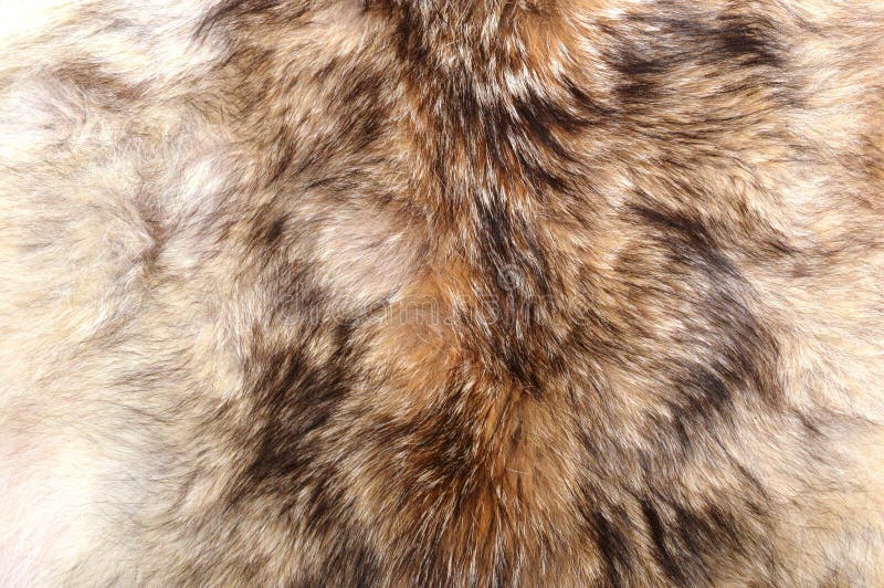 Wolf predator skin stock photo. Image of object, portrait - 273459062
