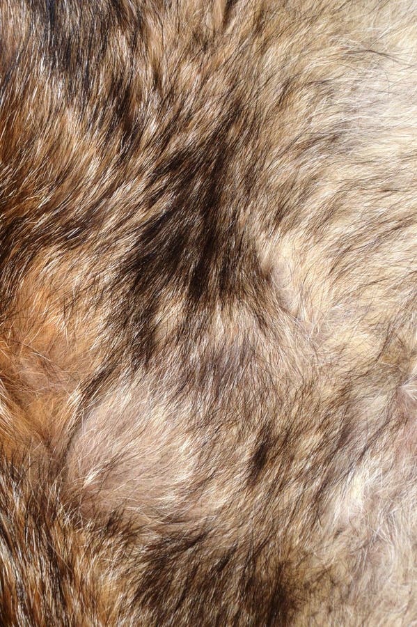 Wolf predator skin stock photo. Image of object, portrait - 273459062