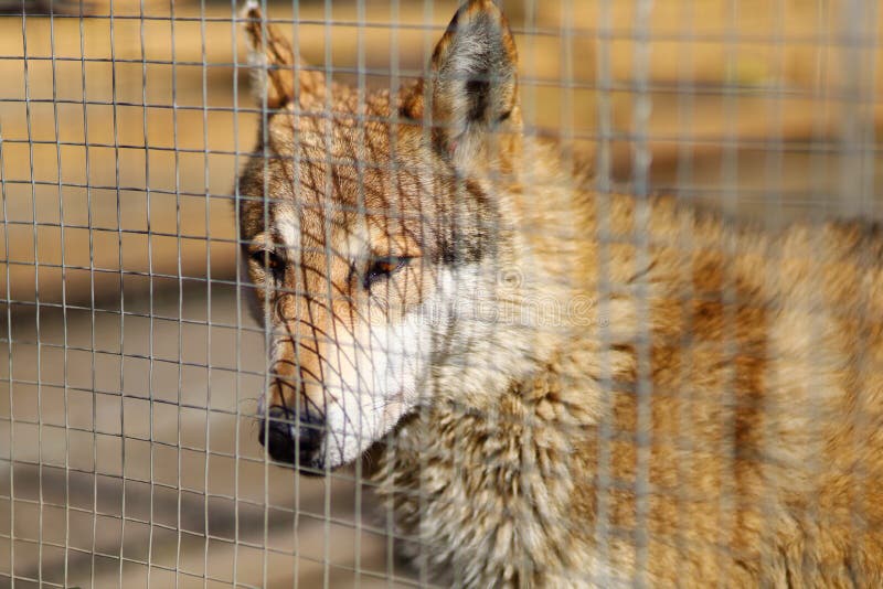 The Wolf Behind the Fence Rests Lying on the Grass and Looking ...