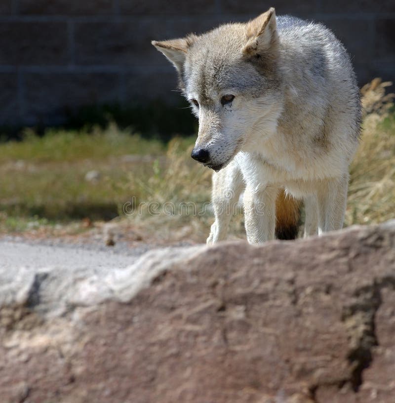 Timber Wolf (Canis Lupus) - Square Stock Image - Image of critter ...