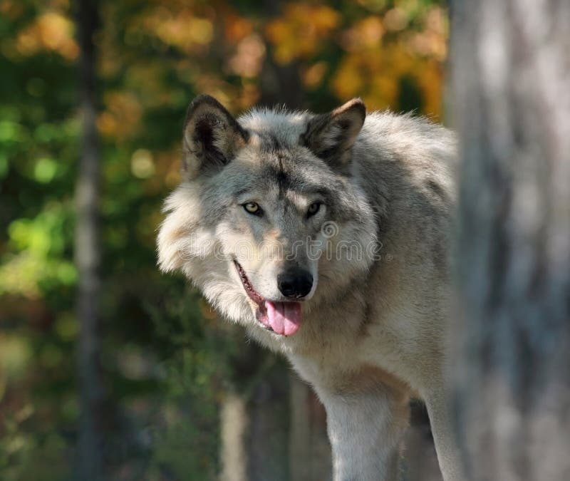 Wolf behind a tree stock photo. Image of beauty, outdoor - 45486994