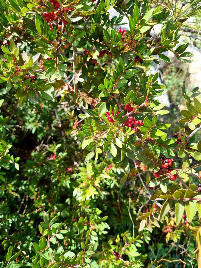 Wolf Berry. Small Red Berries on a Bush Stock Photo - Image of ...