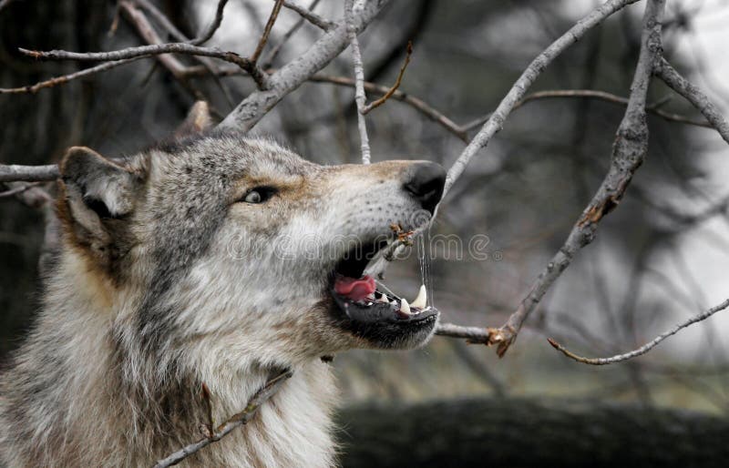 Wolf biting stock image. Image of candide, carnivore - 18879185