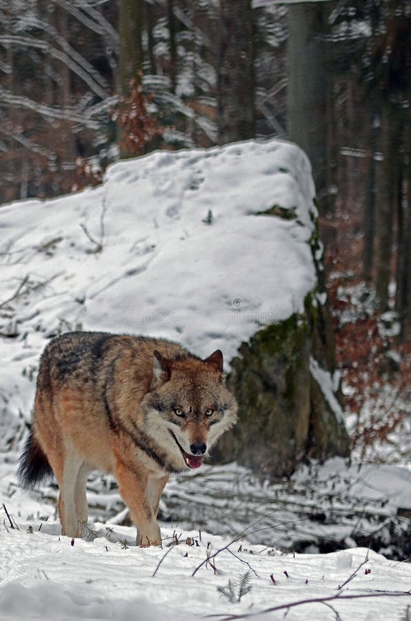 Wolf in Black Forest Germany Stock Image - Image of wildlife, black ...