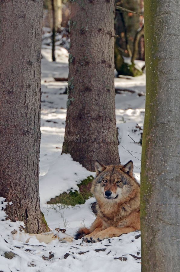 Wolf in Black Forest Germany Stock Photo - Image of forest, tree: 39742466