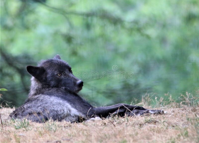 Wolf stock photo. Image of wildlife, wolf, resting, black - 254186674