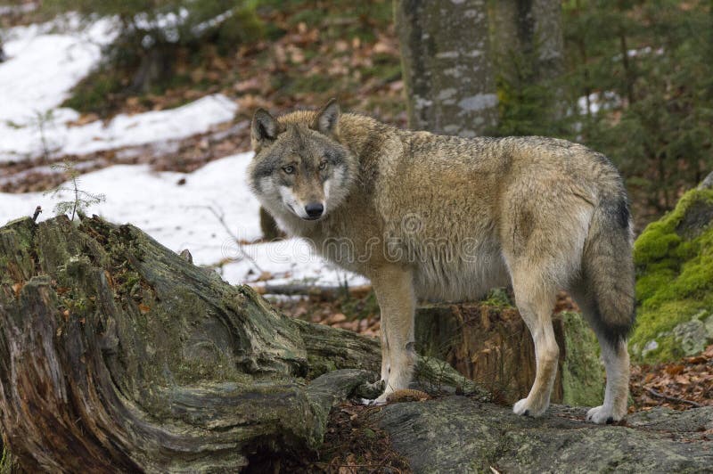 A Wolf in the Bohemian Forest Stock Photo - Image of wolf, cold: 91982194