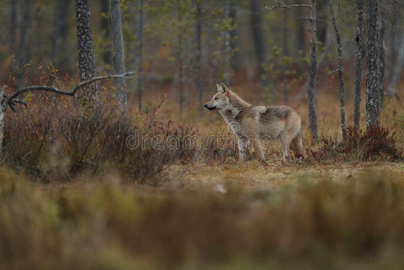 Wolf in boreal forest stock image. Image of fall, lone - 203320623