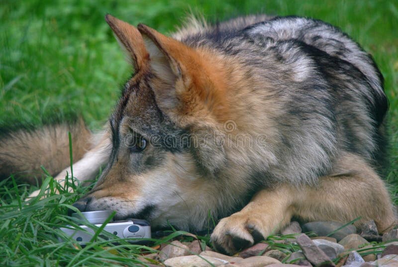 Wolf with Camera stock image. Image of lone, freedom - 22784233