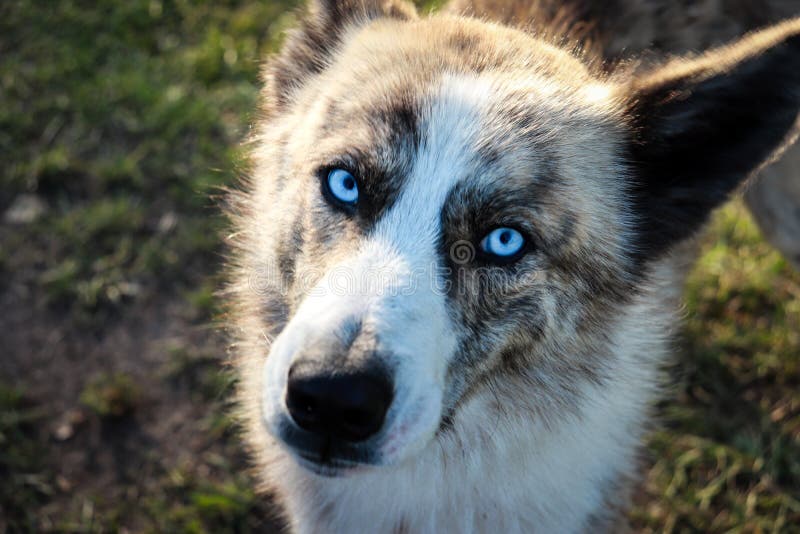 Wild Wolf in the camp stock photo. Image of wolf, travel - 123900662