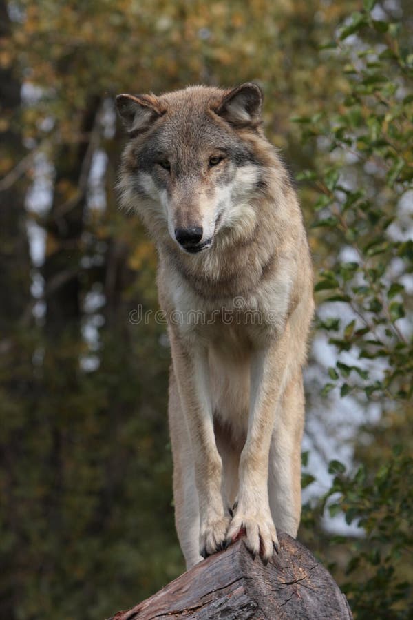 Wolf Canis Lupus stock photo. Image of hunter, vertebrate - 6843410
