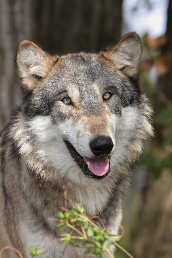 Wolf Canis Lupus stock photo. Image of hunter, vertebrate - 6843410