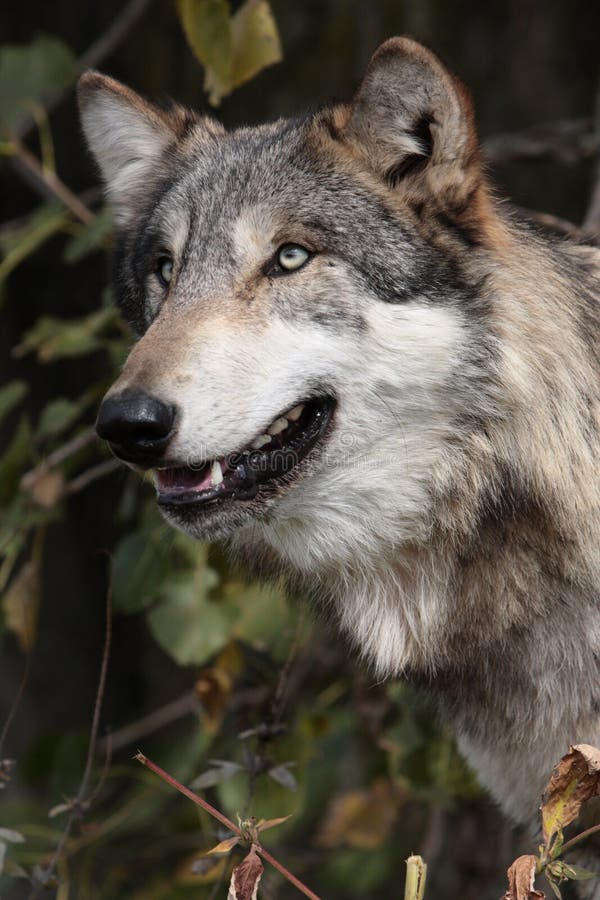 Wolf canis lupus stock image. Image of wary, timber, animal - 8888203
