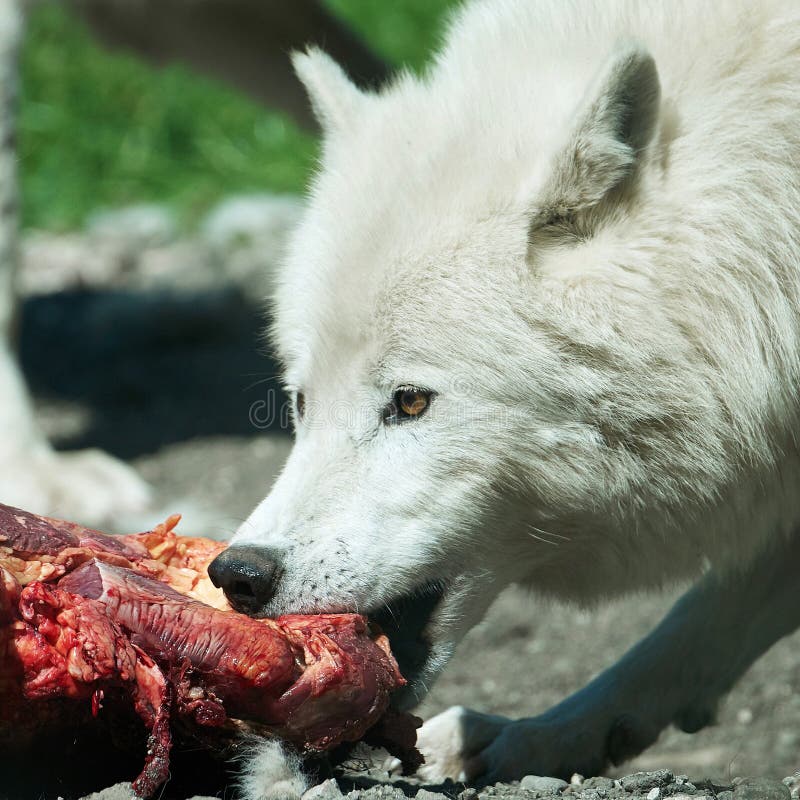Arctic Wolf Pictures Diet Fact Or Scat: Wolves Can Change Their Diet