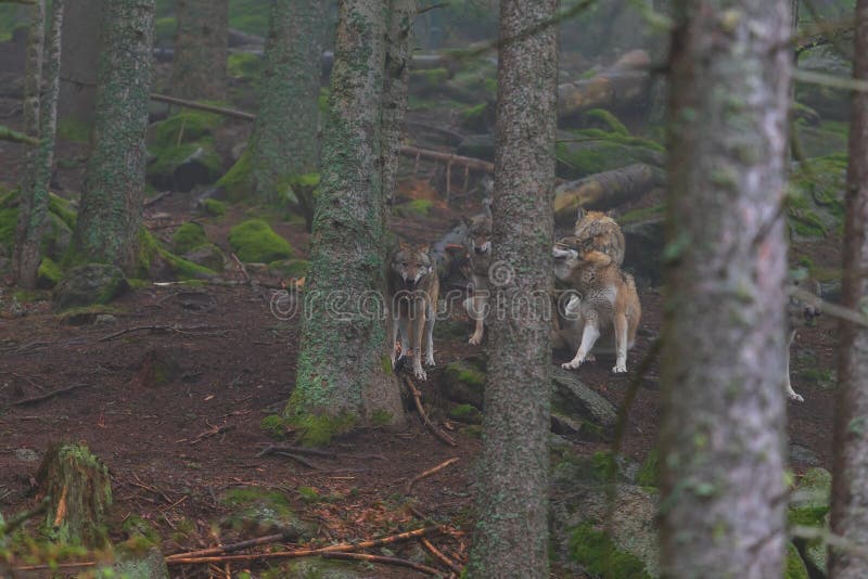 Wolf - Canis Lupus in the Deep Forest on the Rock Stock Image - Image ...