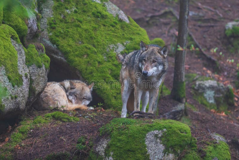 130 Wild Romania Wolf Stock Photos - Free & Royalty-Free Stock Photos ...