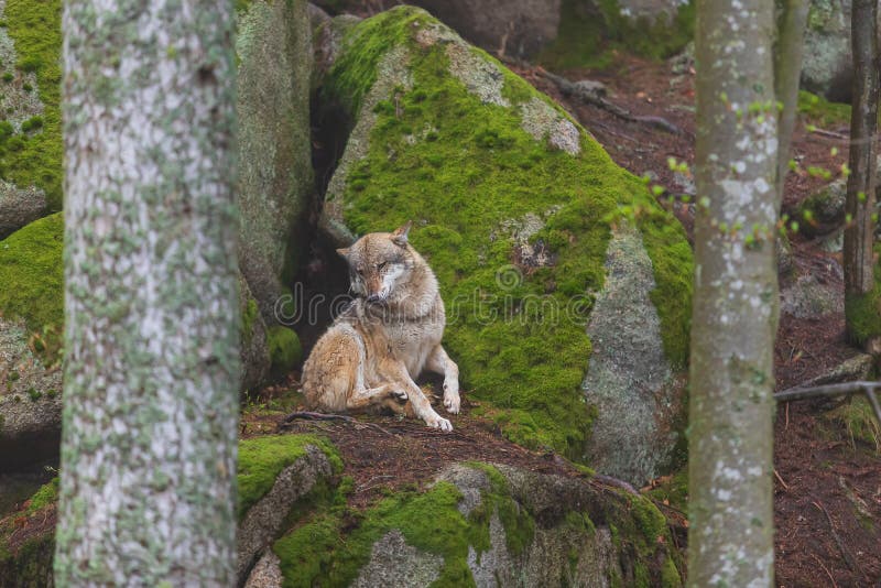 Wolf - Canis Lupus in the Deep Forest on the Rock Stock Image - Image ...