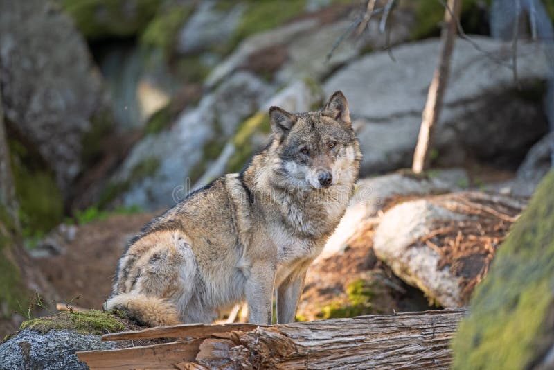 255 Wolf Catch Stock Photos - Free & Royalty-Free Stock Photos from ...