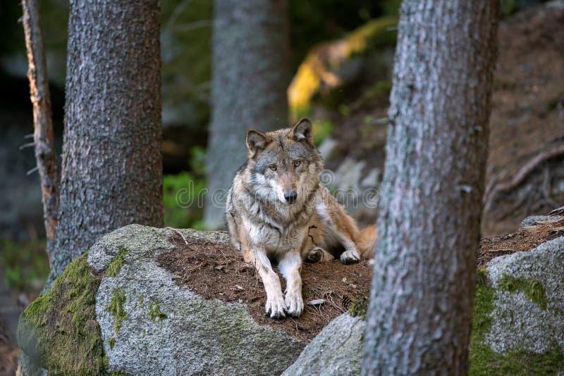 Wolf, Canis lupus, Europe stock photo. Image of head - 256663758