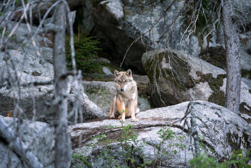 Wolf, Canis lupus, Europe stock photo. Image of head - 256663964