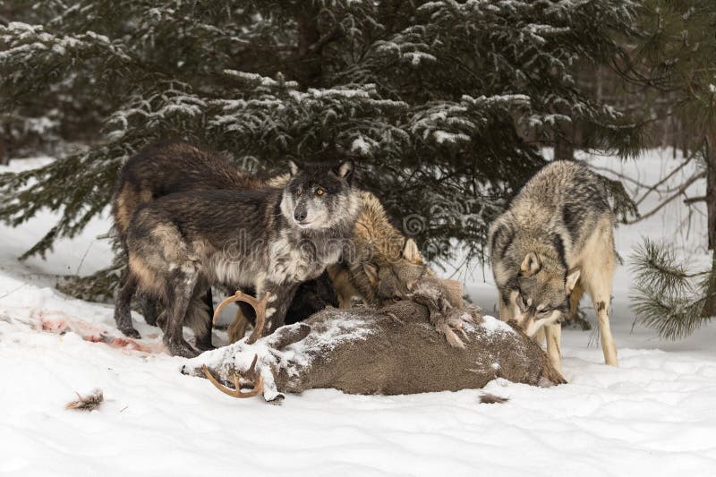 Wolf (Canis Lupus) Pack Gathers Around White-Tail Deer Body Winter ...