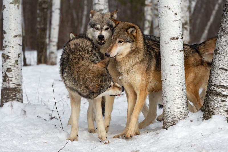 Wolf Canis Lupus Pack Together Middle One Snarling Winter Stock Image ...