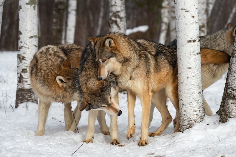 Wolf Canis Lupus Pack Together Sniffing Winter Stock Image - Image of ...