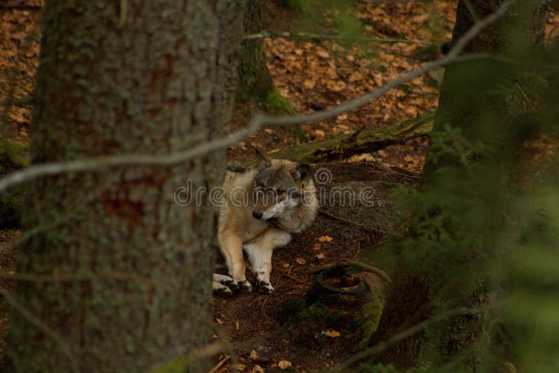 Wolf Lying among Trees in the Wild. Stock Photo - Image of chivy ...