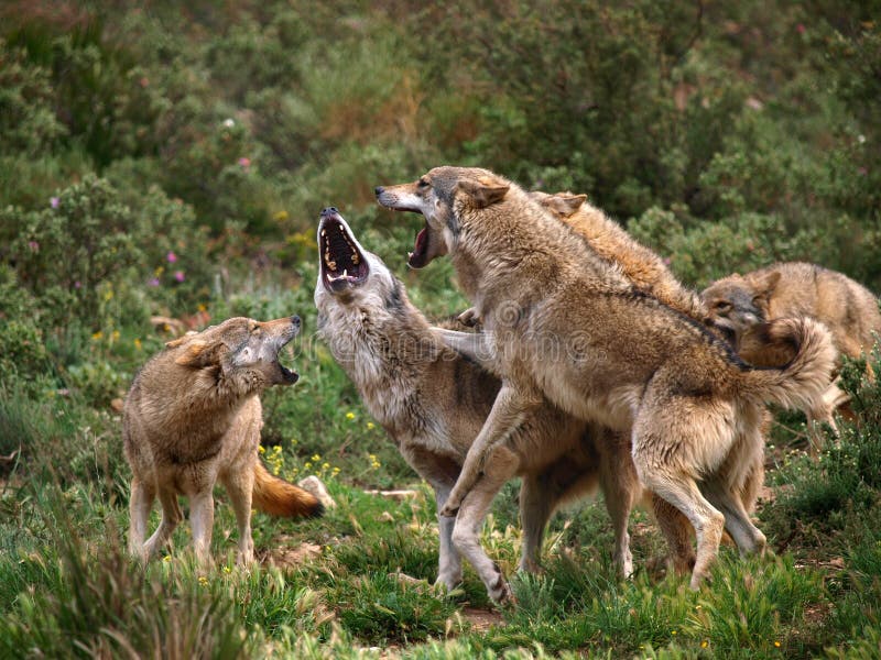 Wolf, Canis lupus stock image. Image of spain, outdoor - 231804065