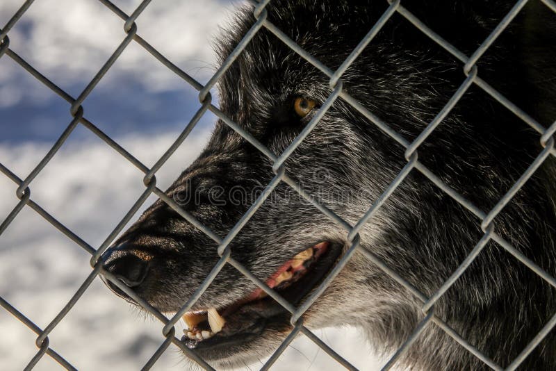 Wolf in Captivity stock photo. Image of ligh, light, prisoner - 27372326