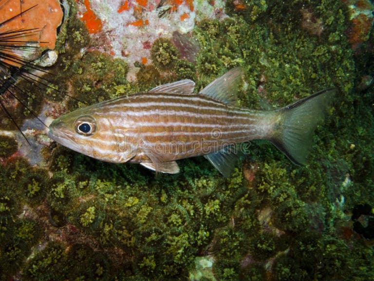 Wolf Cardinalfish - Cheilodipterus Artus Stock Image - Image of wolf ...
