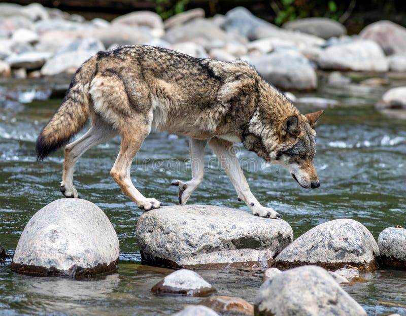 A Wolf is Carefully Balancing on a Row of Large, Smooth River Stones ...