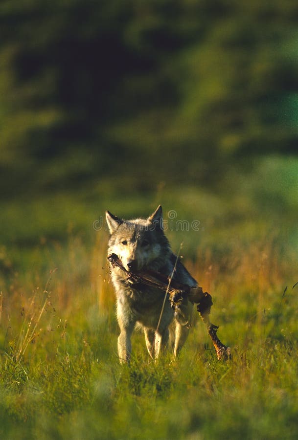 Wolf with Caribou Leg stock photo. Image of canine, hunter - 11127980