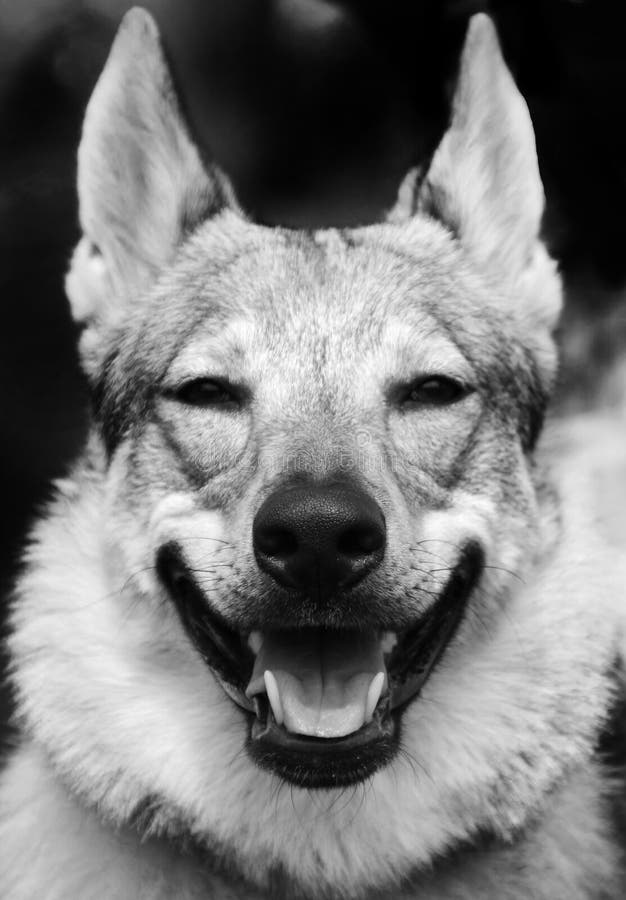 Wolf catching smile stock photo. Image of life, czech - 94325166