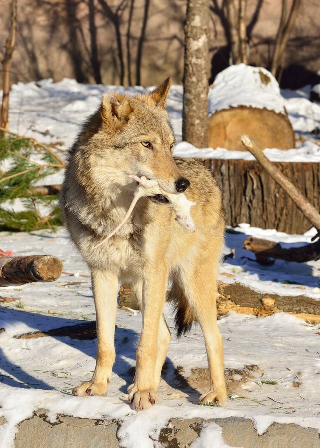 Grey Wolf Caught White Rat Stock Photos - Free & Royalty-Free Stock ...