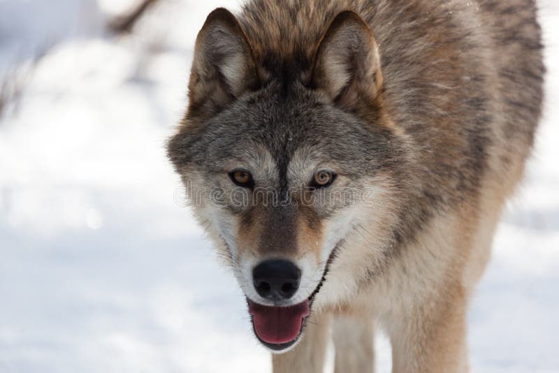 Timber wolf stock photo. Image of monogamous, predator - 36703236