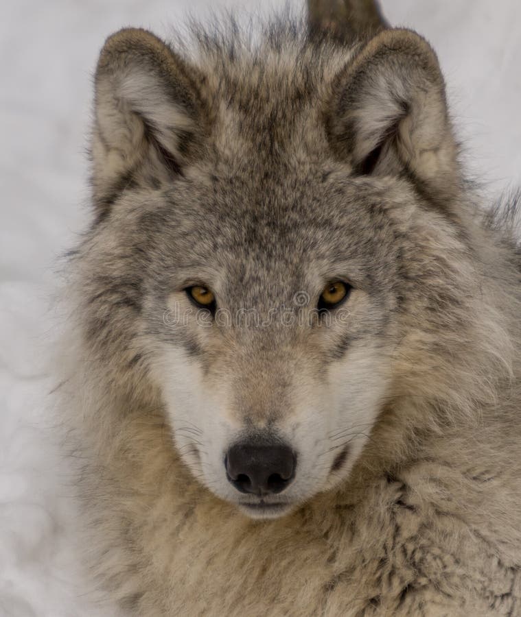 Wolf Close-up in the Forest during Winter Stock Image - Image of nature ...