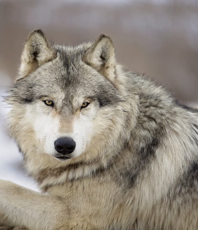 Lying Down Timber Wolf Looks Right Stock Photo - Image of fuzzy ...