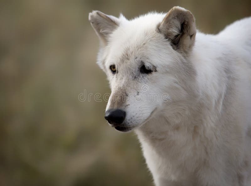 Wolf stock photo. Image of species, mammal, nature, eyes - 61368296