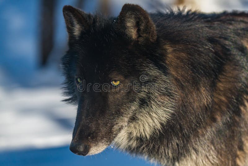 El Perrito Negro Del Lobo (lupus De Canis) Se Coloca Encima De Roca ...