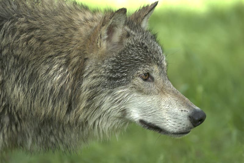 Wolf closeup stock image. Image of hunting, majestic, close - 2359129