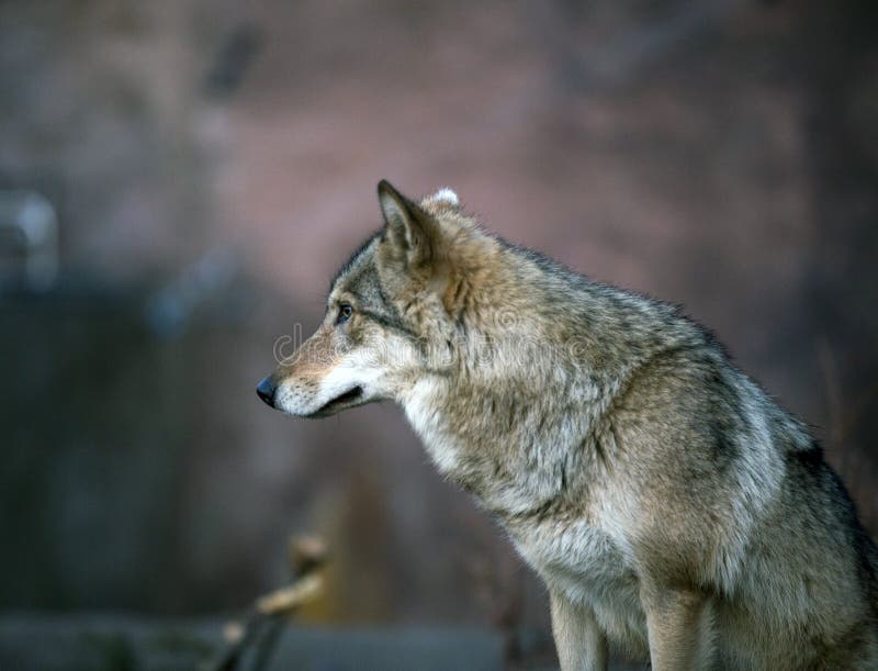 Wolf stock image. Image of leaf, wolf, nature, curiosity - 47171837