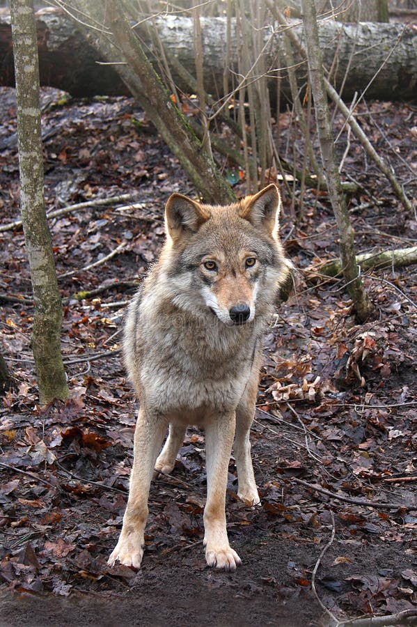 Wolf stock photo. Image of predator, brown, fallen, danger - 85959176