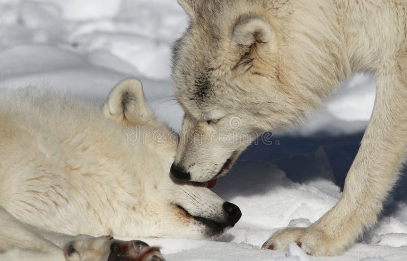 Wolf love stock image. Image of color, white, nature - 15256737